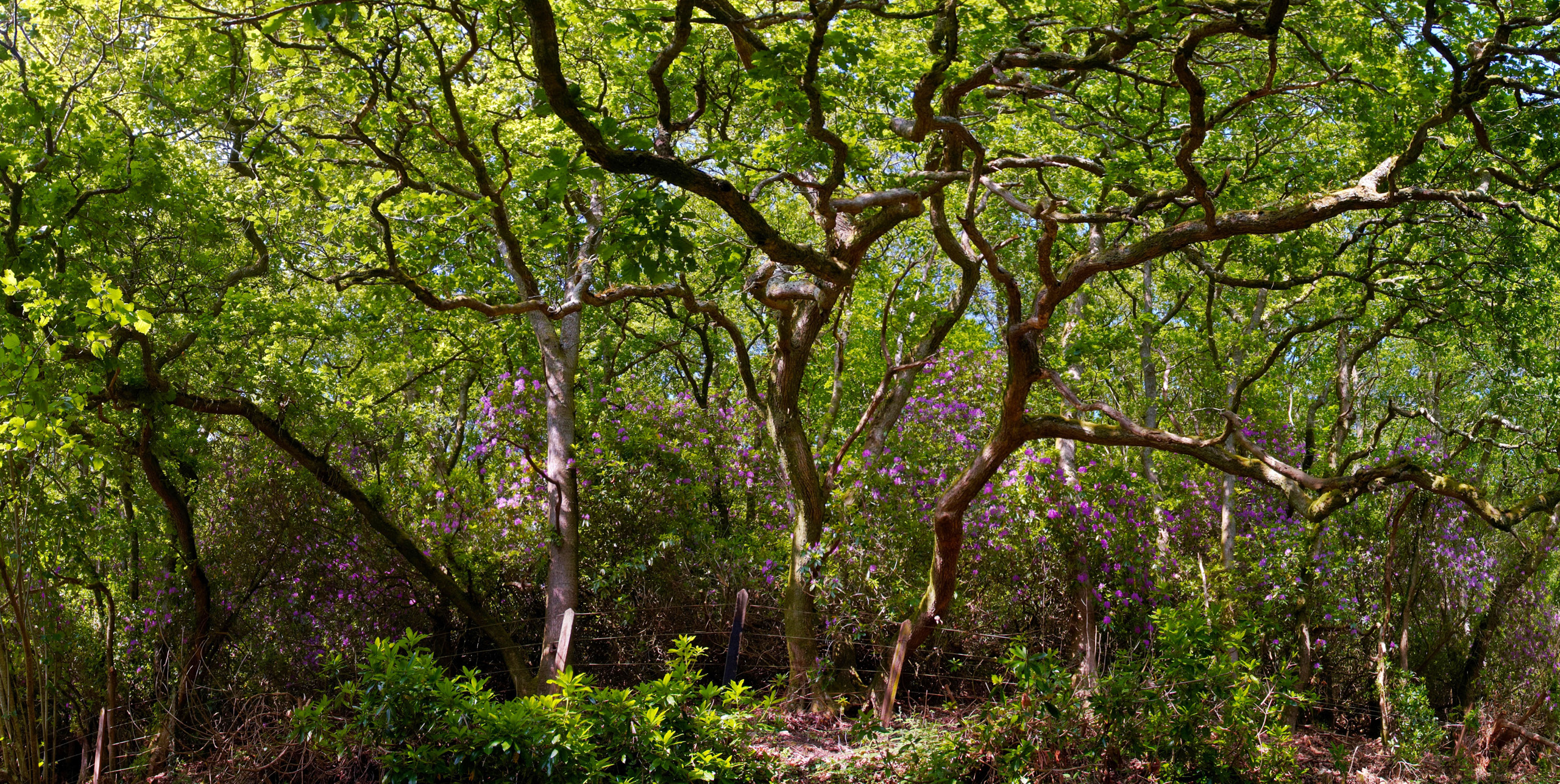 Oak woodland along the Camel Trail | Camel Trail | Cornwall ...