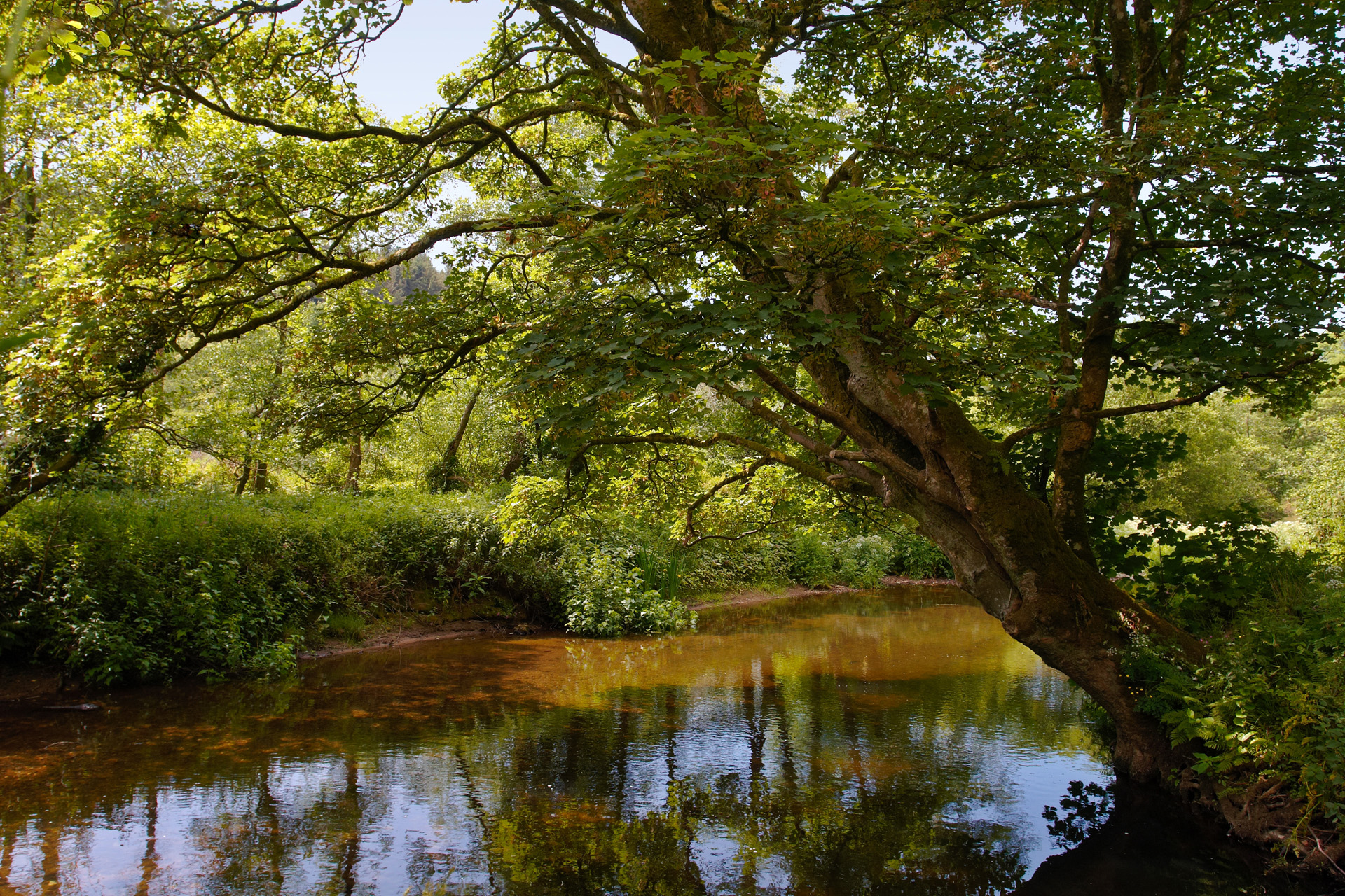 The River Camel along the Camel Trail | Camel Trail | Cornwall ...