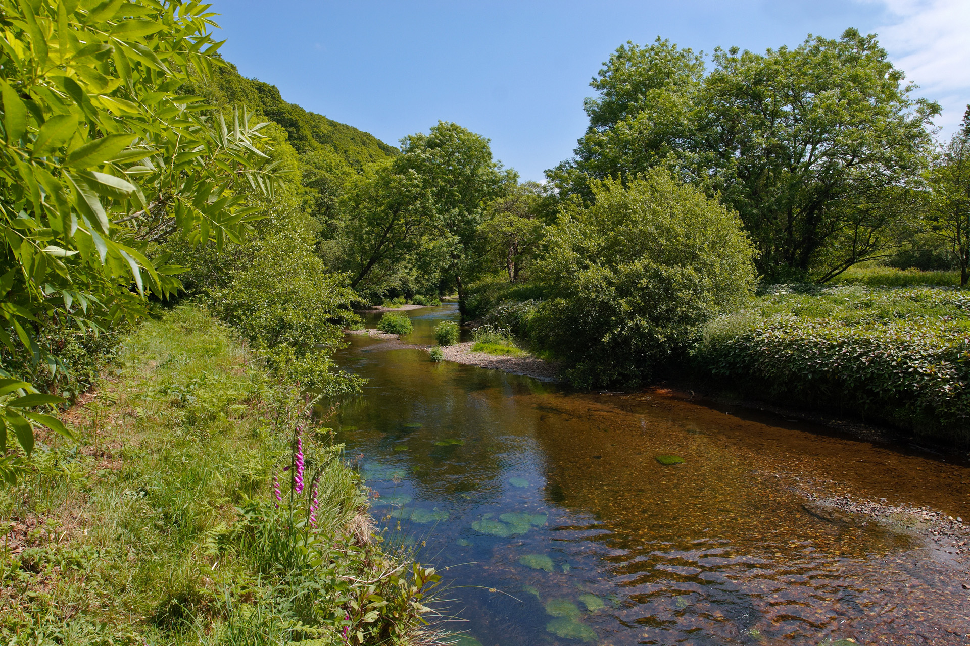 The River Camel along the Camel Trail | Camel Trail | Cornwall ...