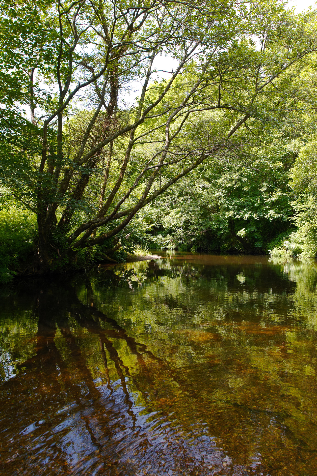 Overhanging tree on the River Camel | Camel Trail | Cornwall ...