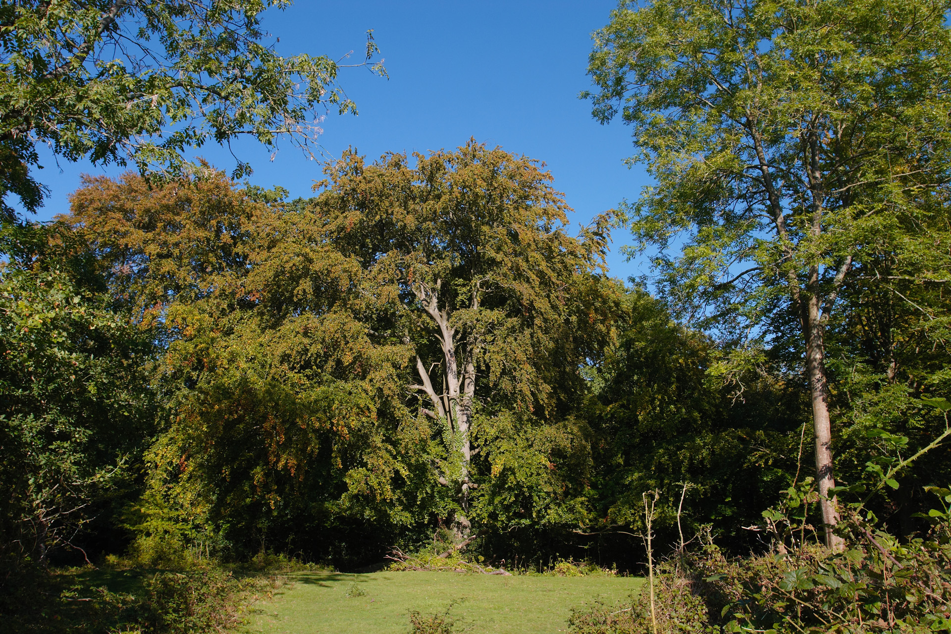 Majestic Beech Tree in Autumn | Burnham Beeches | Trees And Woodland ...