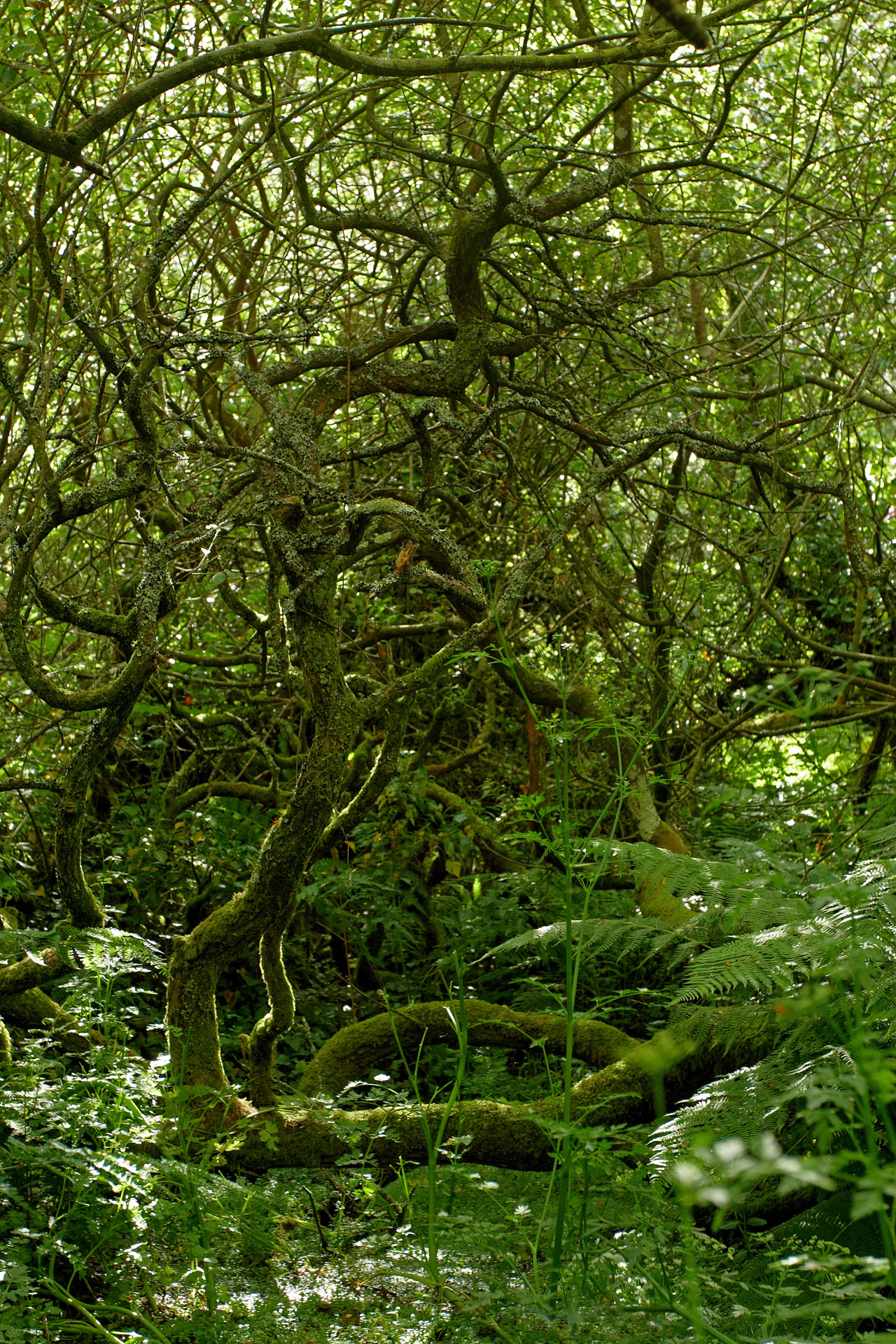 Tangled Underbrush | Trees And Woodland | Photography By Martin Eager ...