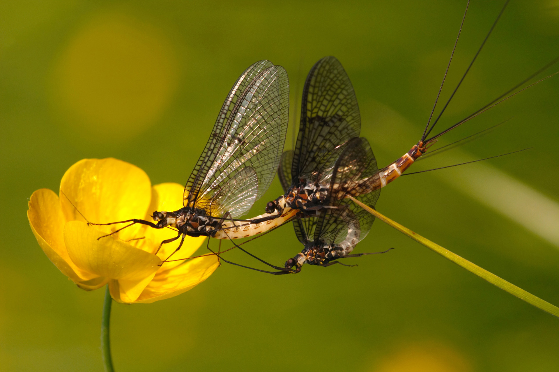 Mayflies Mating | Insects | Wildlife | Photography By Martin Eager ...