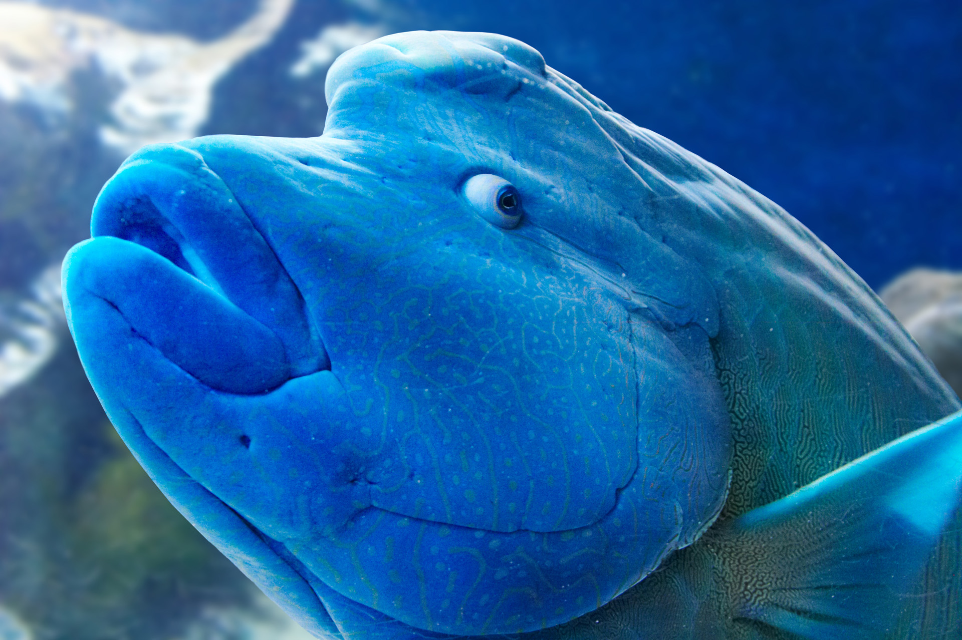 Giant Humphead Wrasse